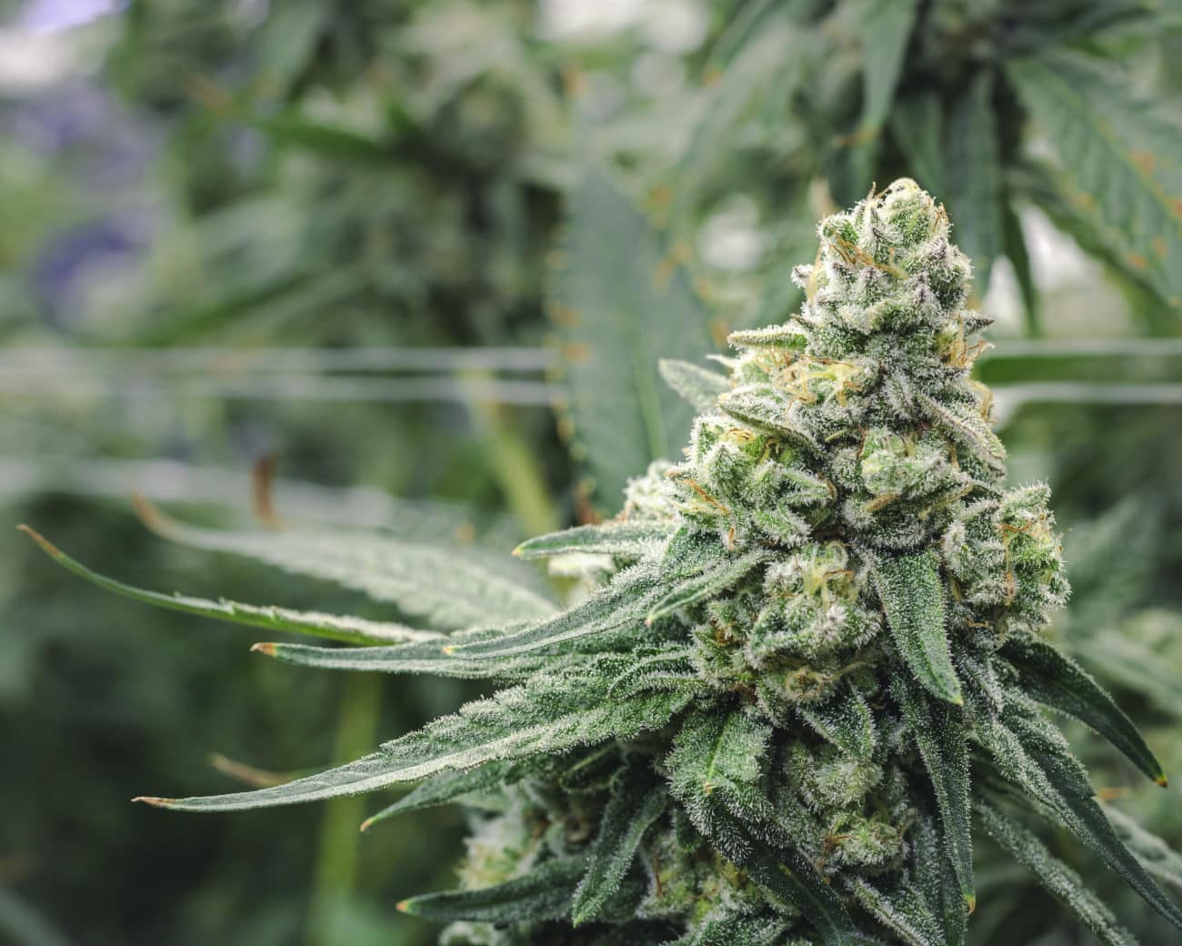 Fleurs CBD - CBD Indoor Made in Suisse - Swiss Botanic